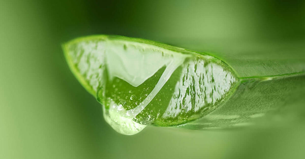 How Postbiotics Talk to Skin Cells – Mr Wulf Men